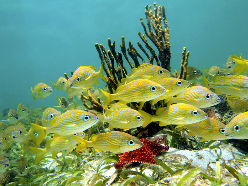 Galería Inout Viajes - Isla del Coco - Isla del Coco