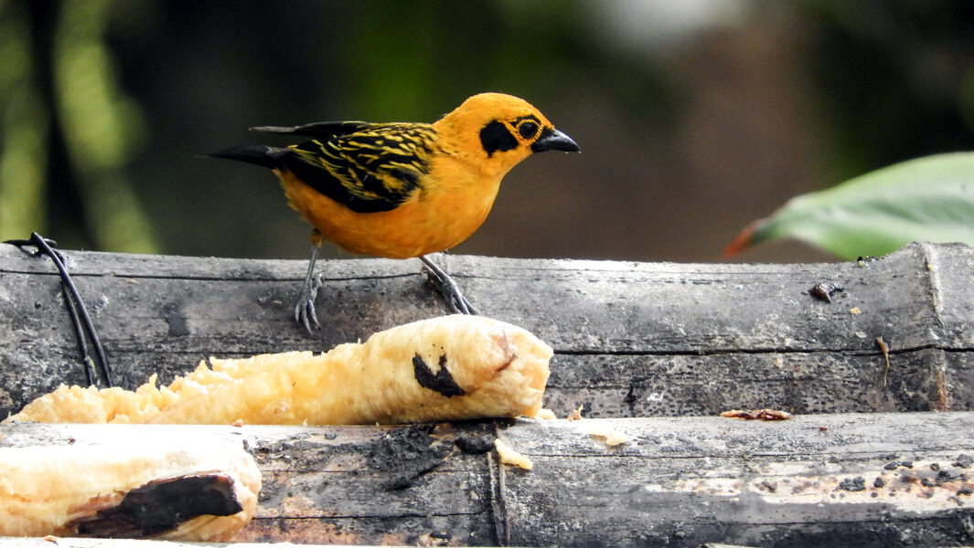 Galería Inout Viajes - Colombia. Avistamiento de aves - Colombia